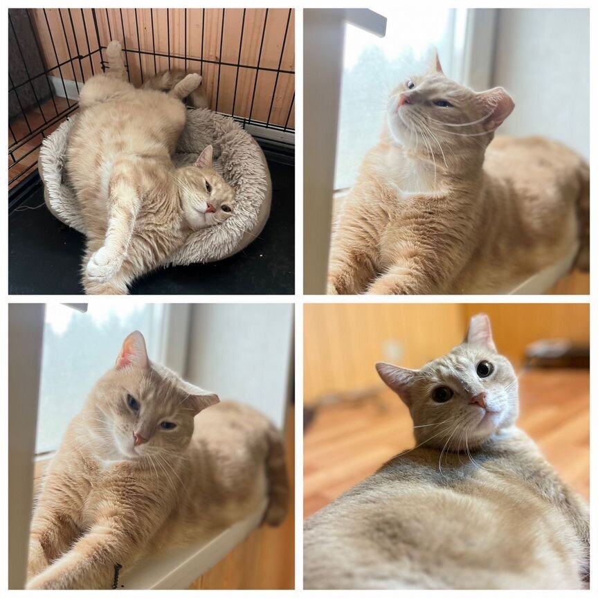 Котик в добрые руки