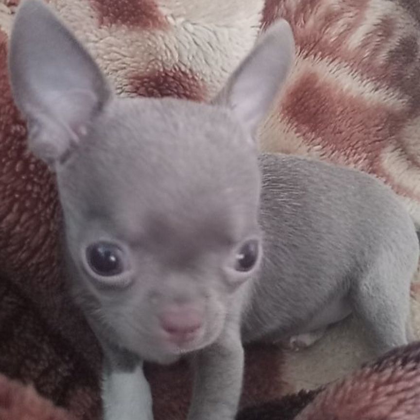 Чихуахуа, щенок