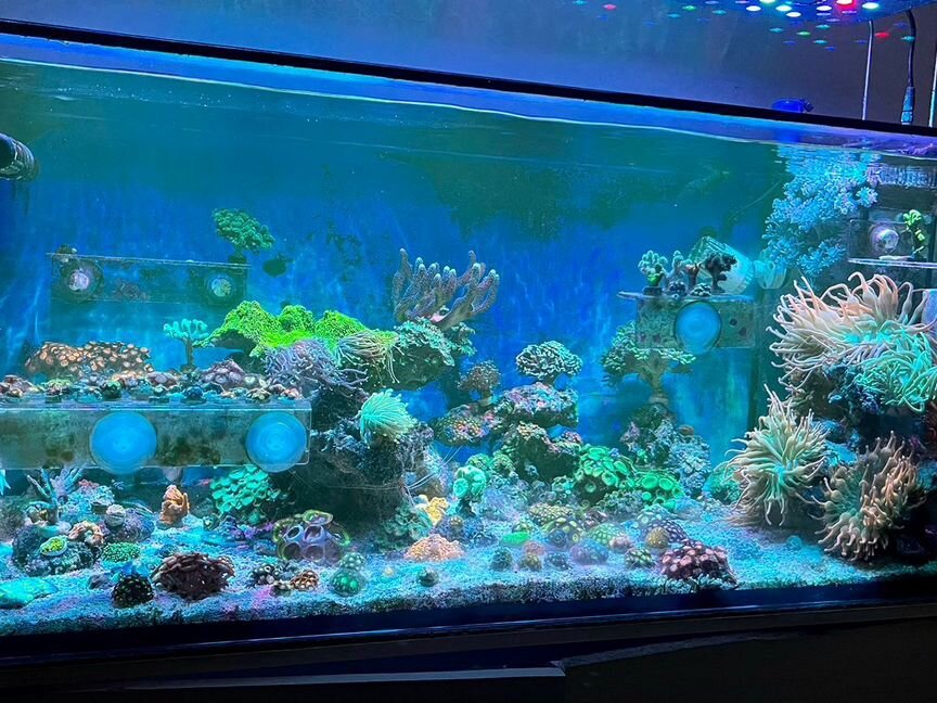 Морские кораллы / живые кораллы