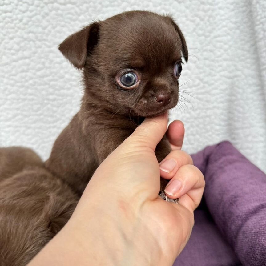 Чихуахуа, щенок