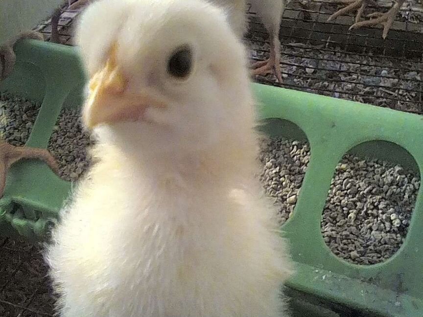 Курочки несушки