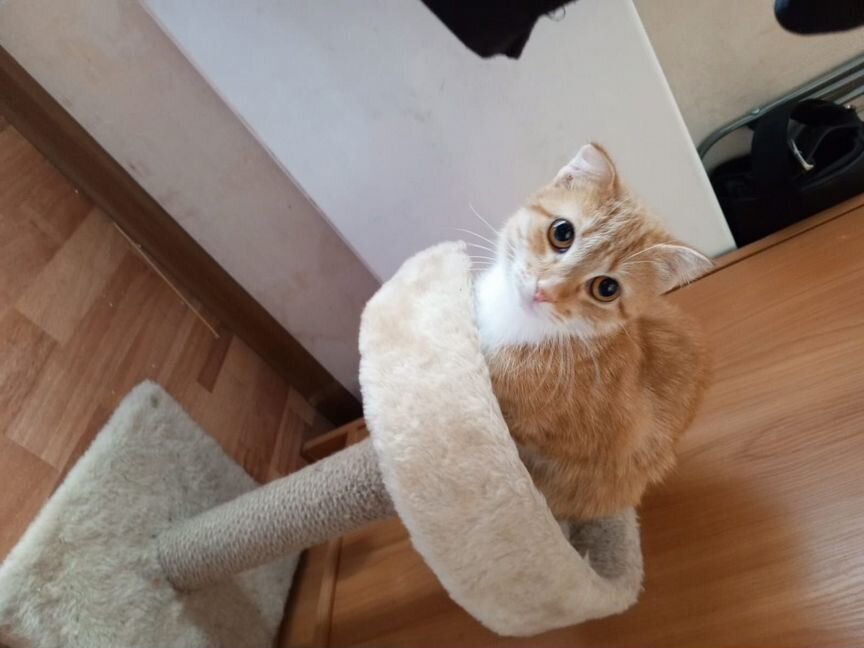 Отдам в добрые руки кошку полубританку