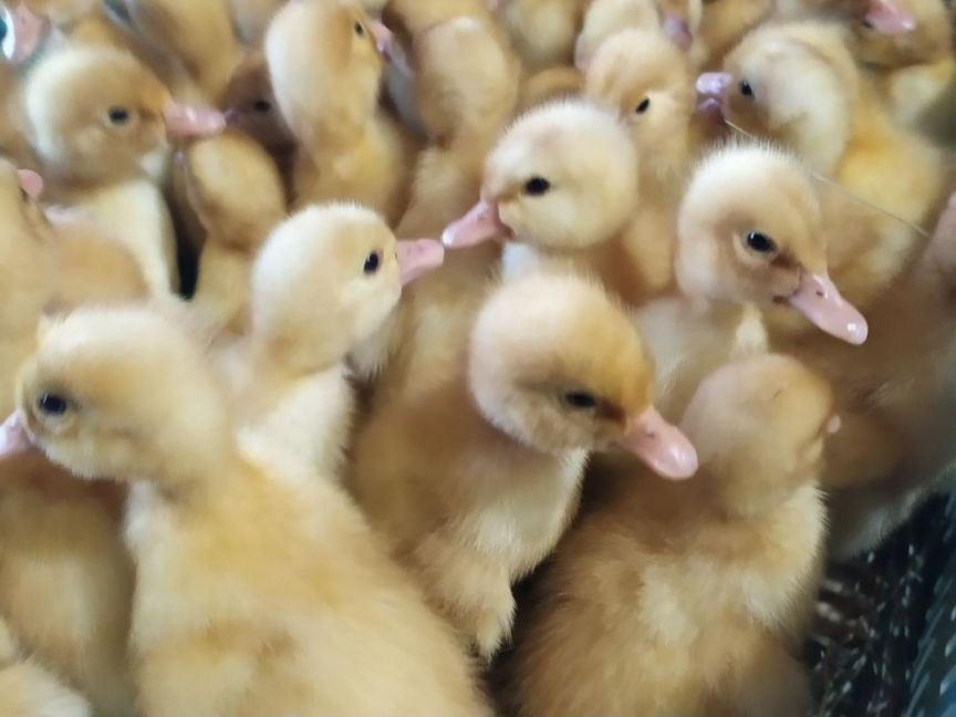 Утки суточные Стар53