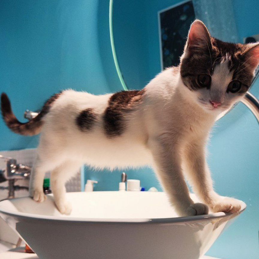 Котёнок в добрые руки