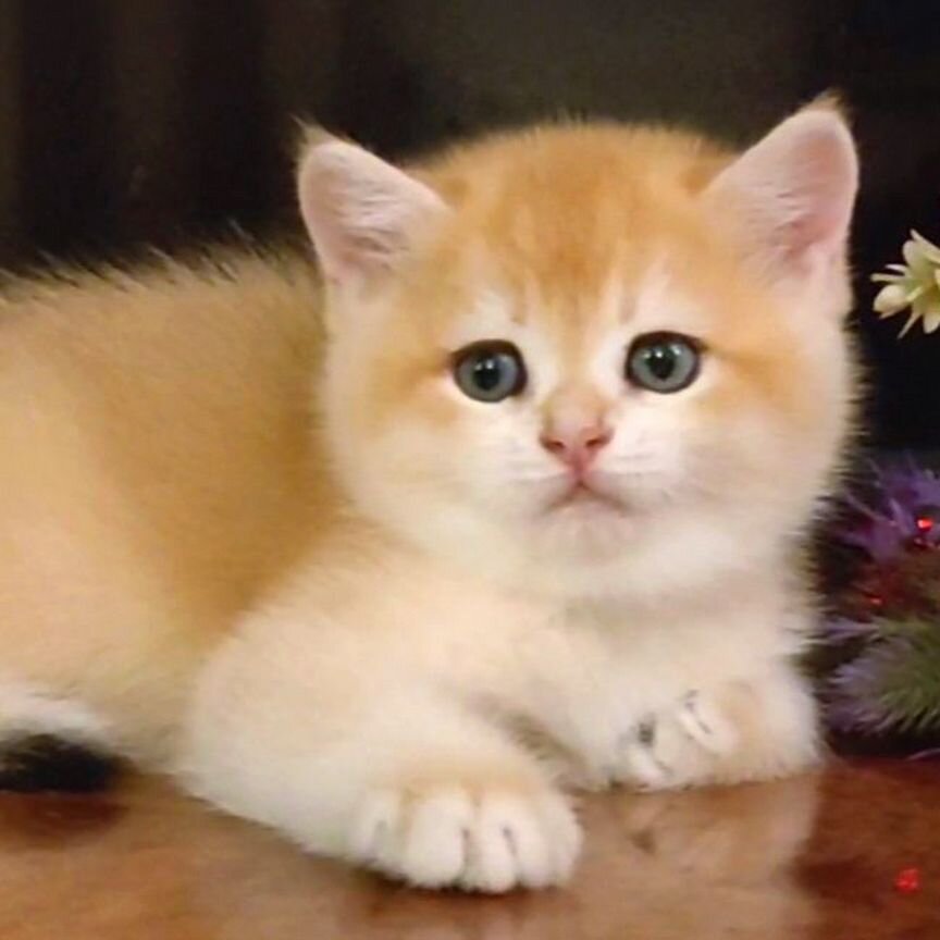 Котенок британской породы - ласковый и нежный