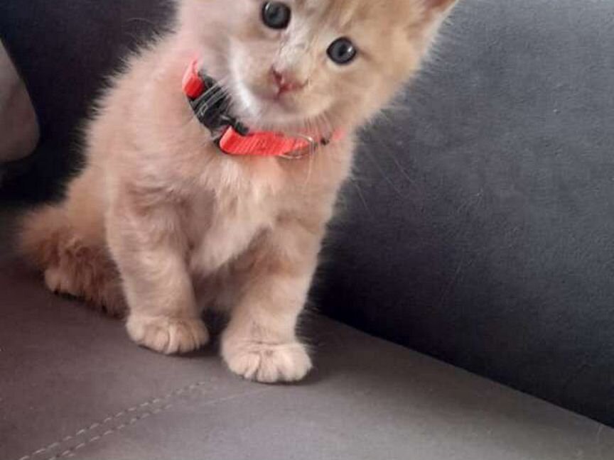 Котодетки Мейн кун