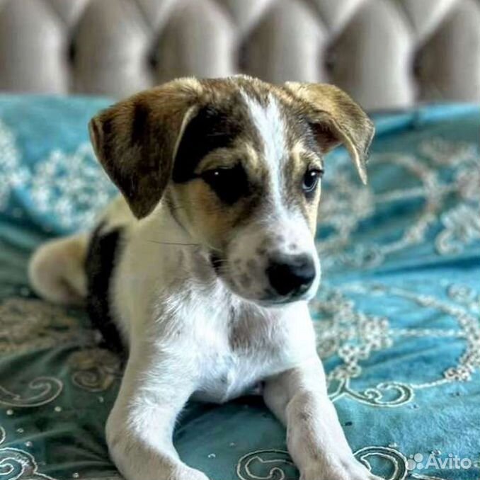 Щеночек Макс/метис джек Рассел терьера