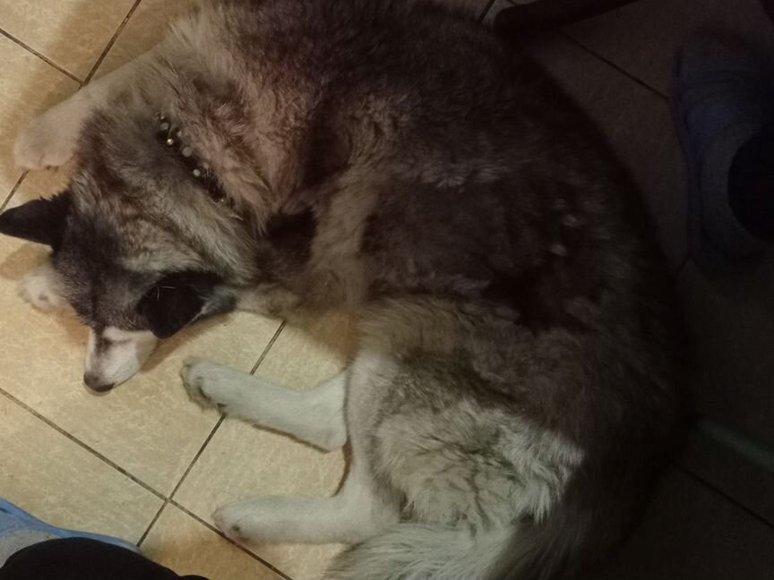 Потерялась собака