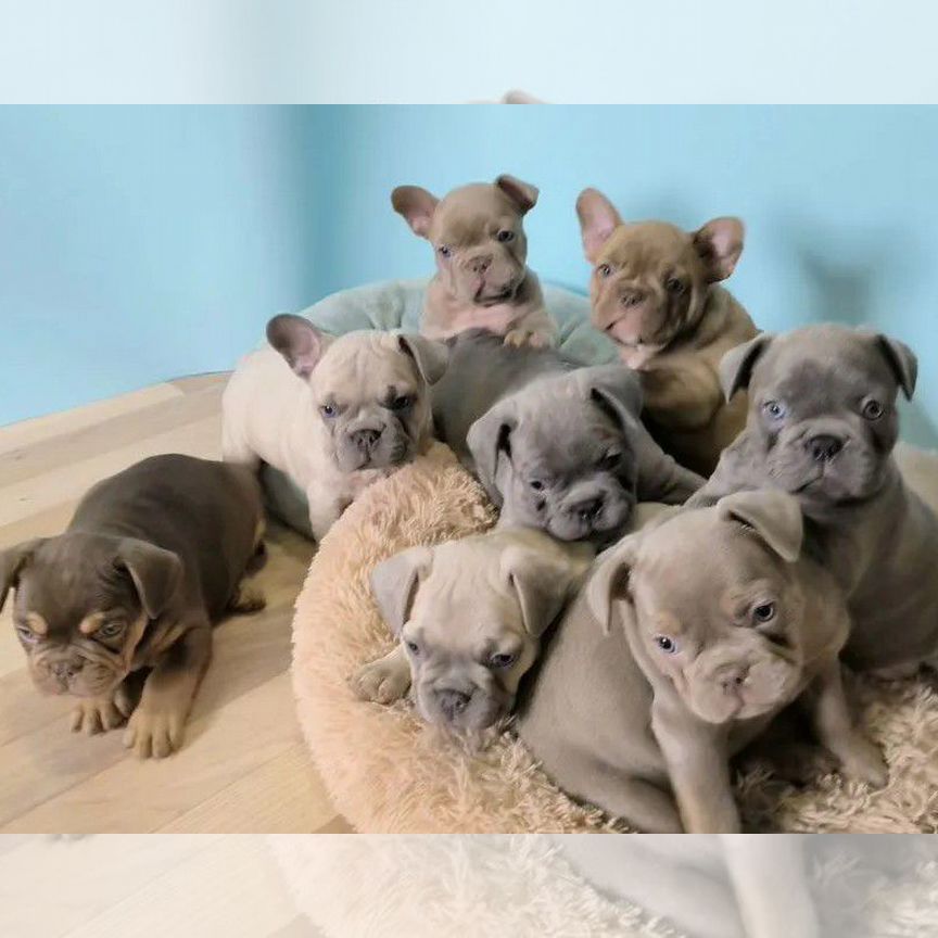 Французский бульдог, щенок