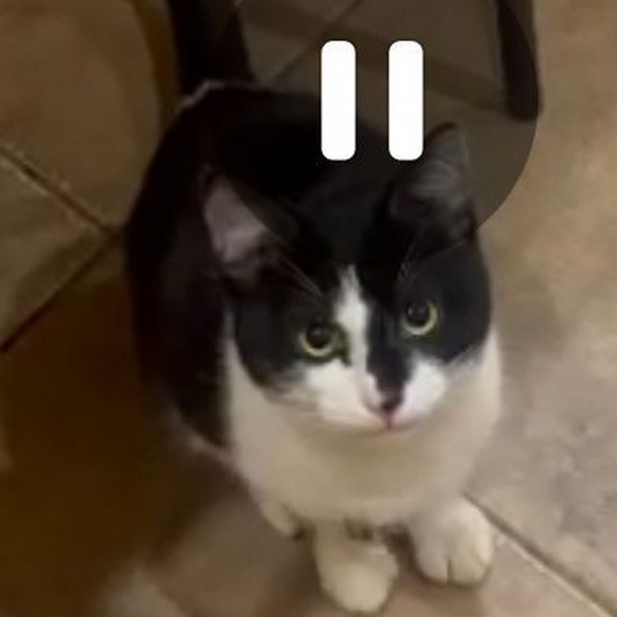 Кот