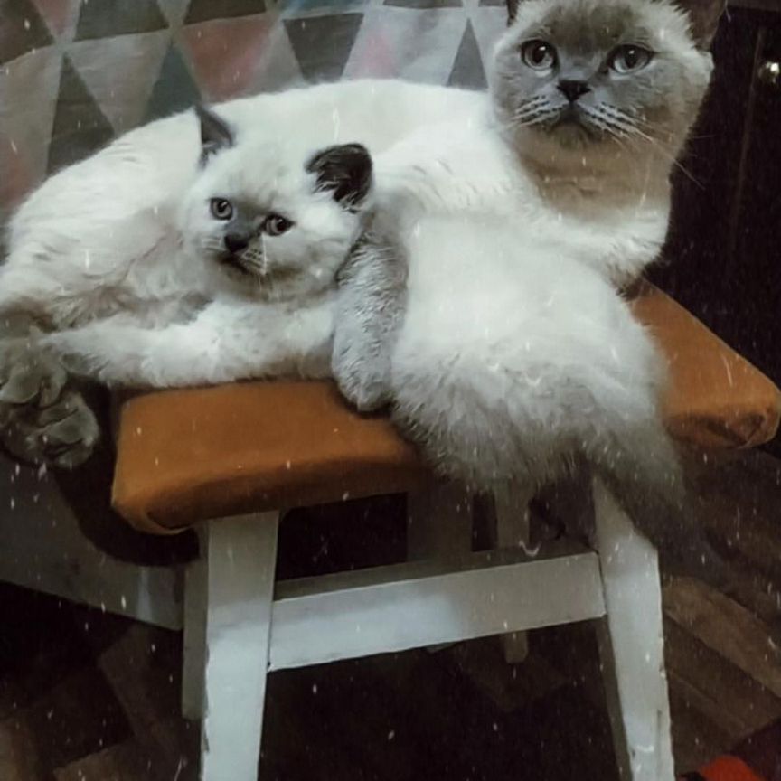 Кошка шотландская,прямоухая,6 лет,здоровая