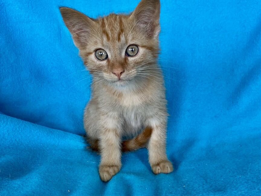 Рыжие котята в добрые руки