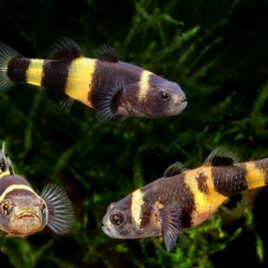 Бычок пчелка