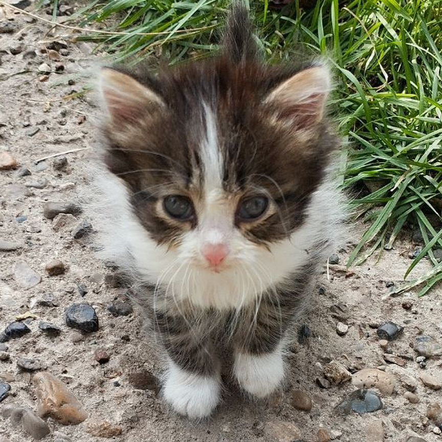 Котята