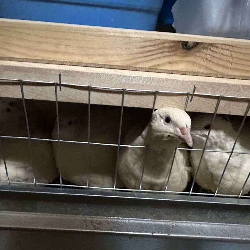 Продам перепелов несушок с клеткой