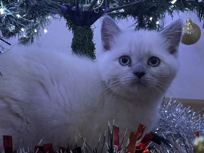 Шотландские вислоухие и прямоухие котята