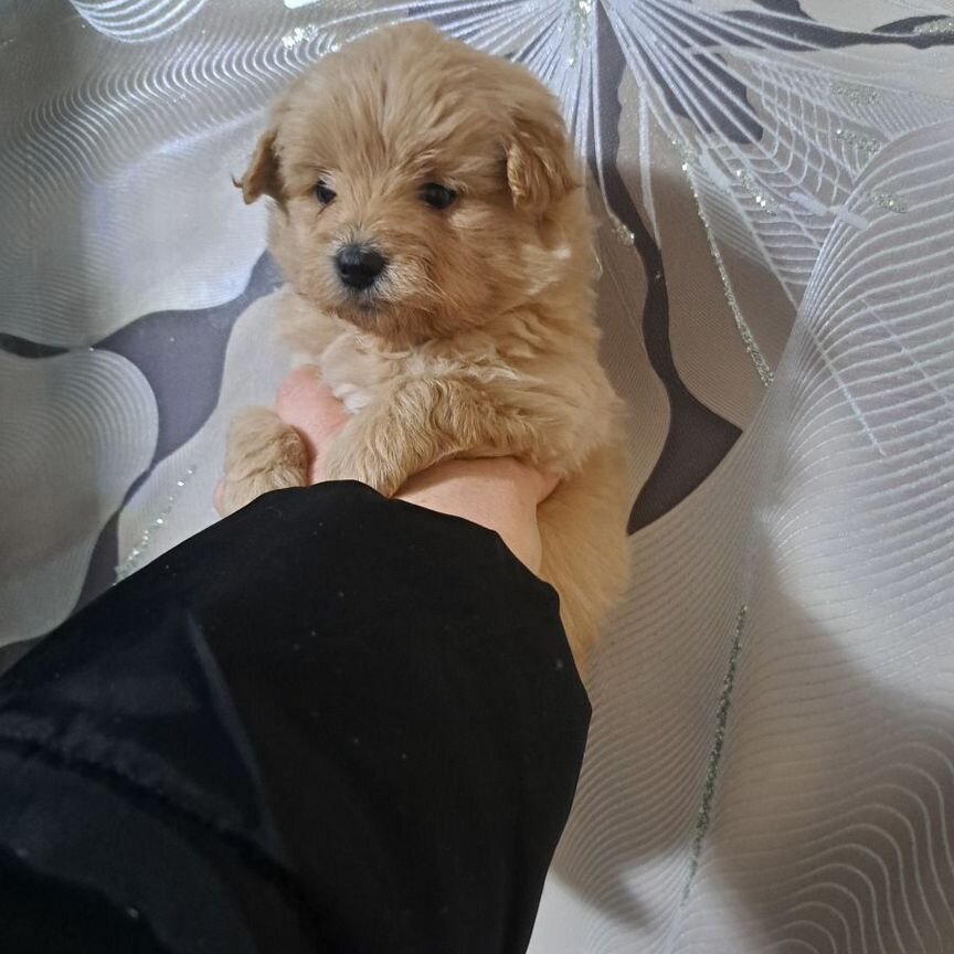 Щенок от частного владельца