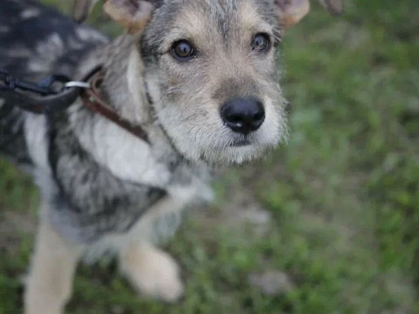 Щенок Арчи, 3 мес., умница и смельчак - в дар