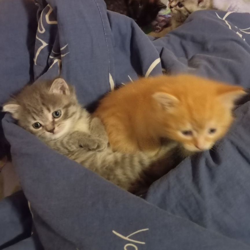 Шотландский прямоухий короткошёрстный котёнок