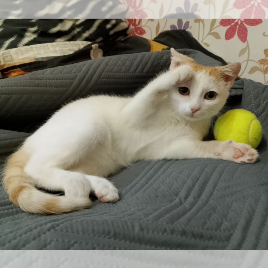 Котёнок в добрые руки