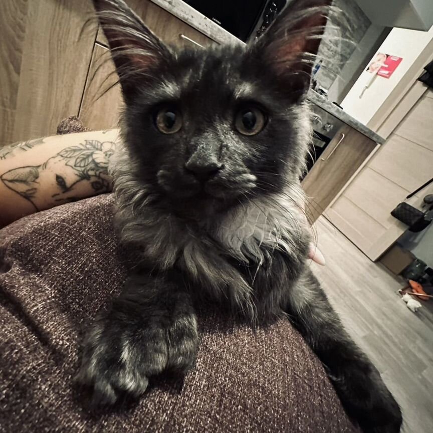 Майкун кот