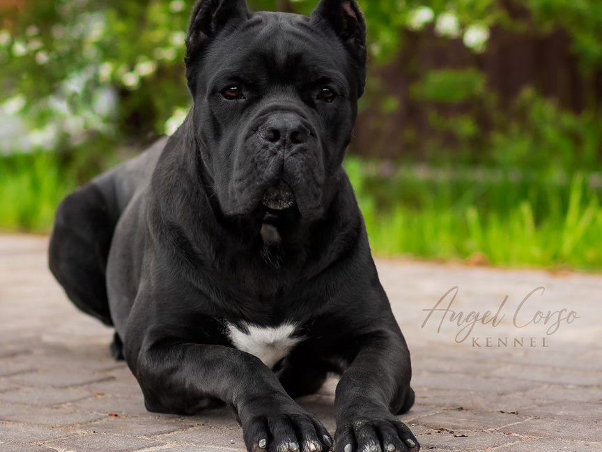 Кане Корсо - взрослый кобель