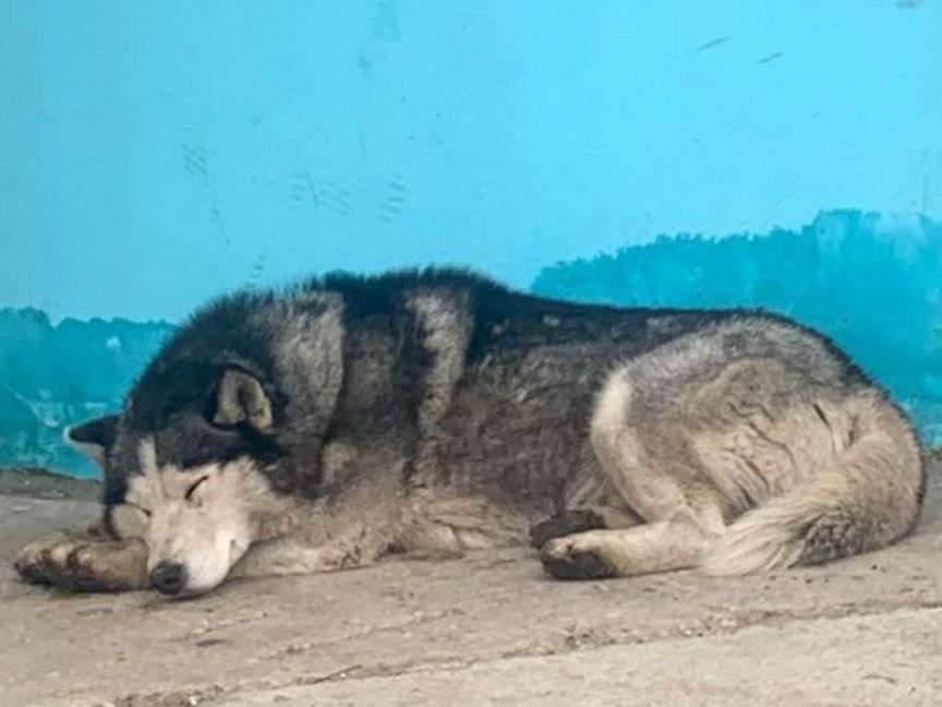 Голодный хаски пропадает на улице