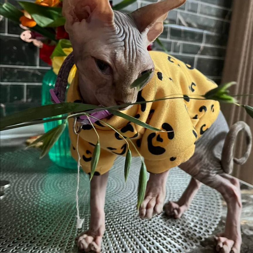 Канадский сфинкс котенок девочка