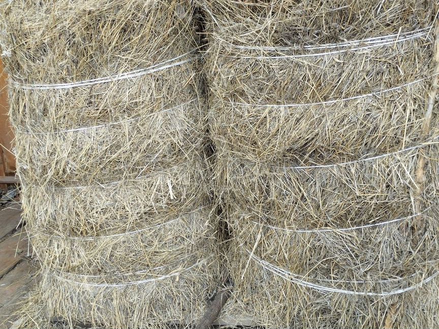 Продам сено