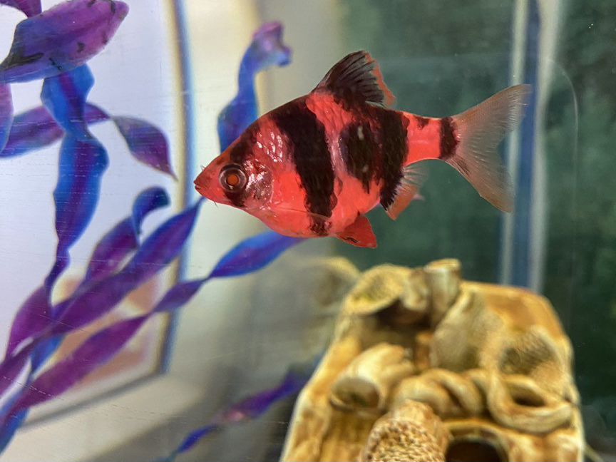 Продам аквариумную рыбку