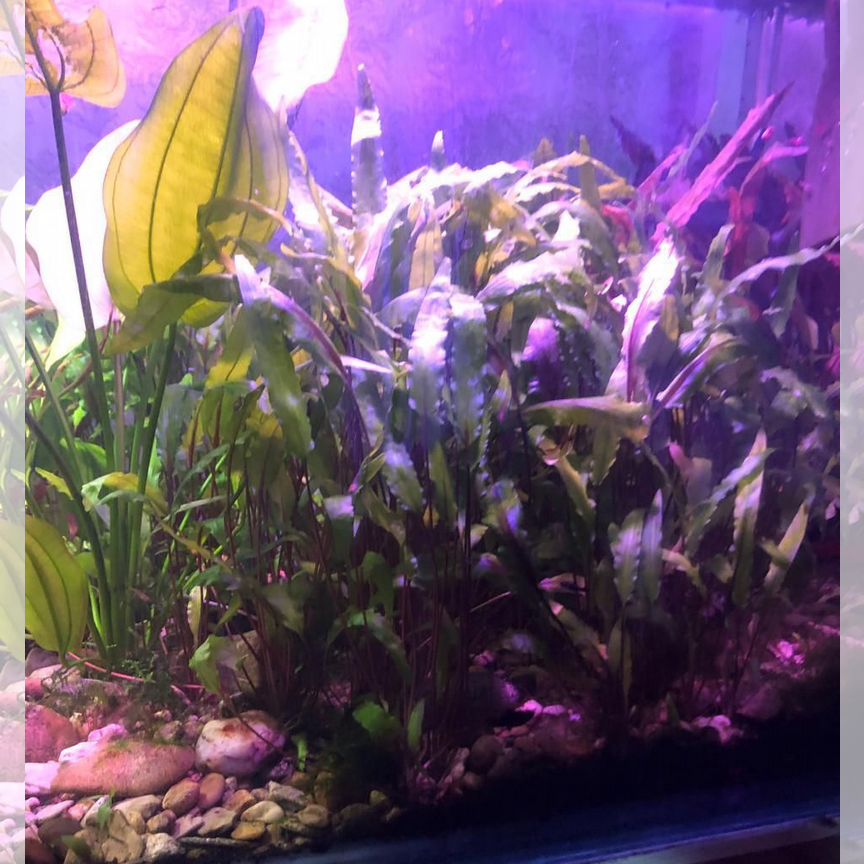 Криптокорина