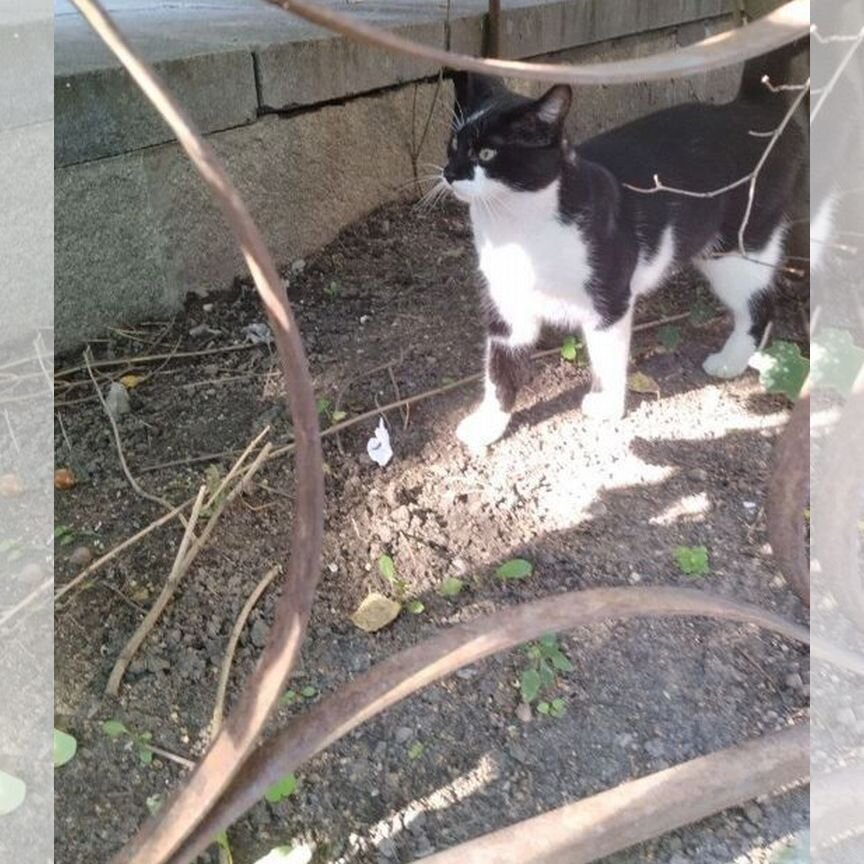 Сос Домашнего кота оставили на улице