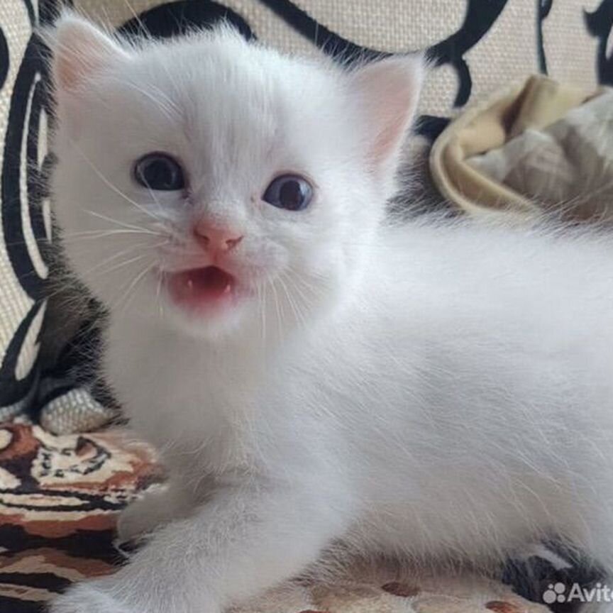Шотландский прямоухий короткошёрстный котёнок