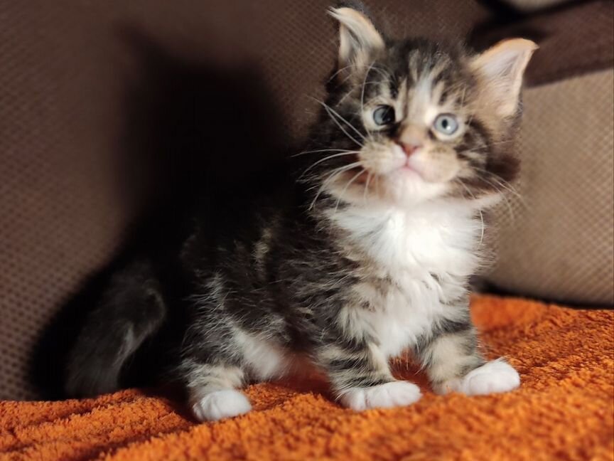 Котята Мейн Кун