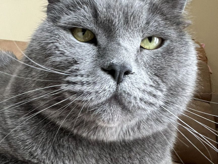 Британский кот