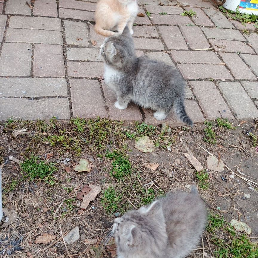 Котёнок в добрые руки