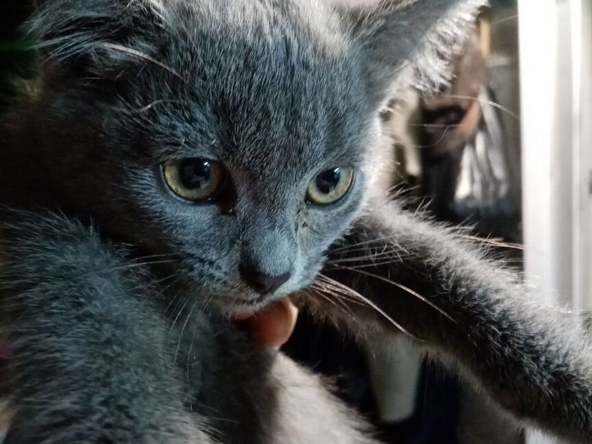 Безпородный