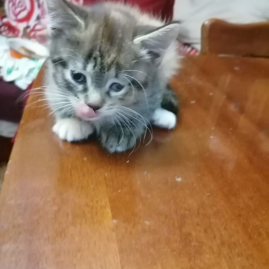 Британскии котёнок