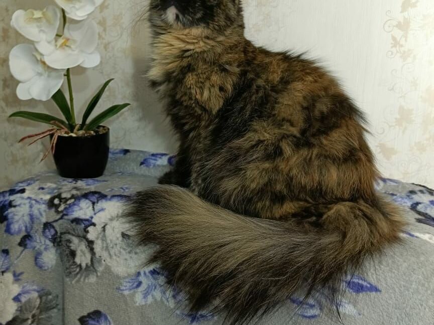 Ла-перм лаперм