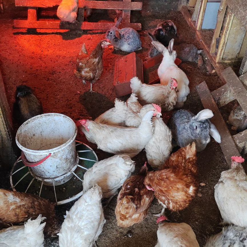 Куры несушки продам