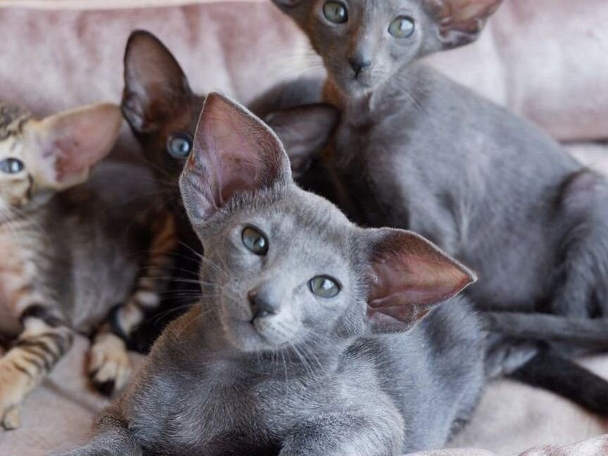 Ориентальные котята