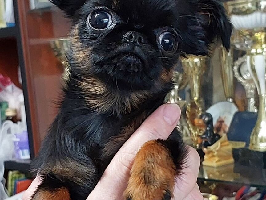 Пти-брабансон, мини девочка