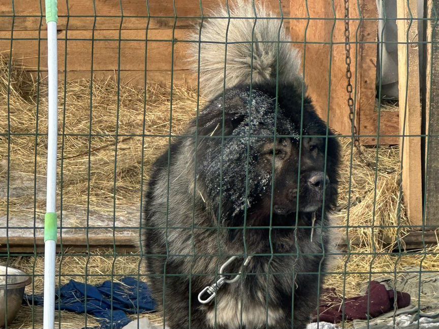 Кавказская овчарка