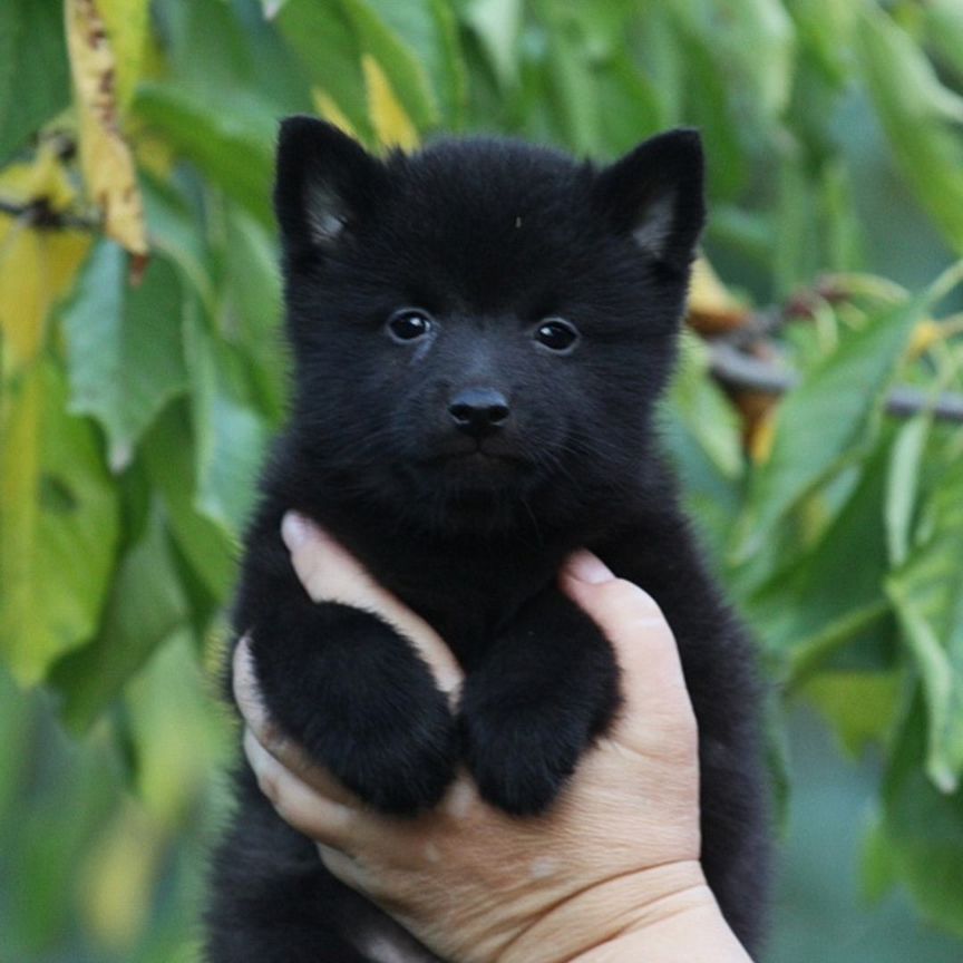 Щенки схипперке