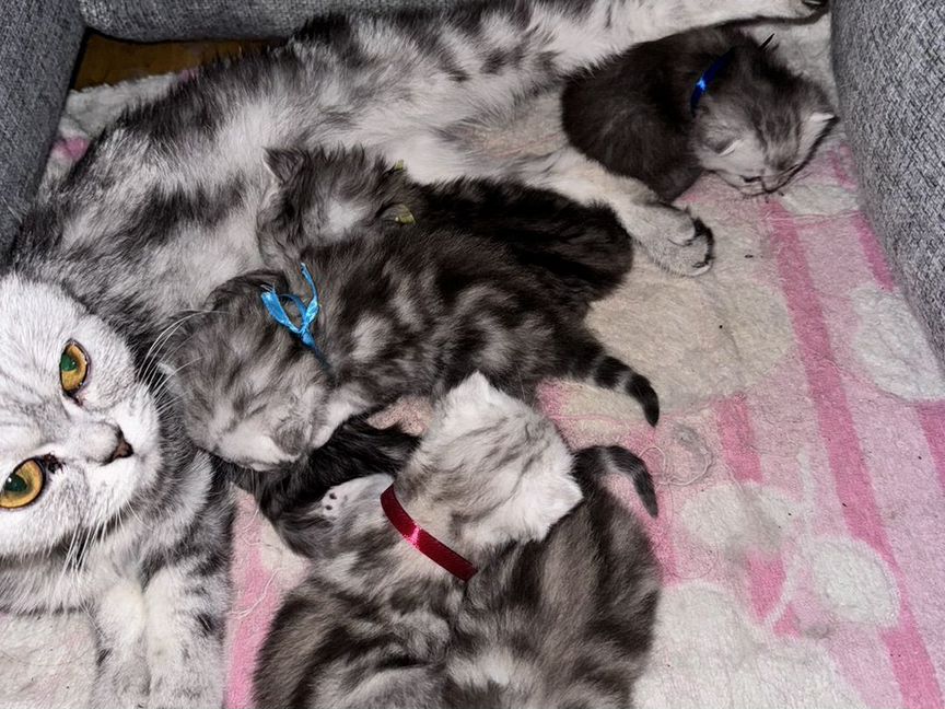 Шотландские котята