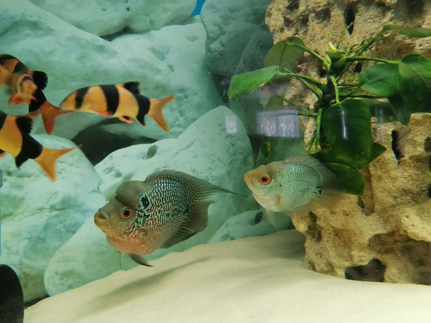 Аквариумные рыбки Флауэр Хорн