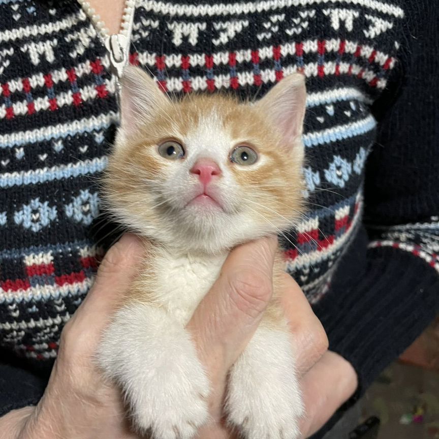 Рыжий котенок-мальчик 1,5 месяца