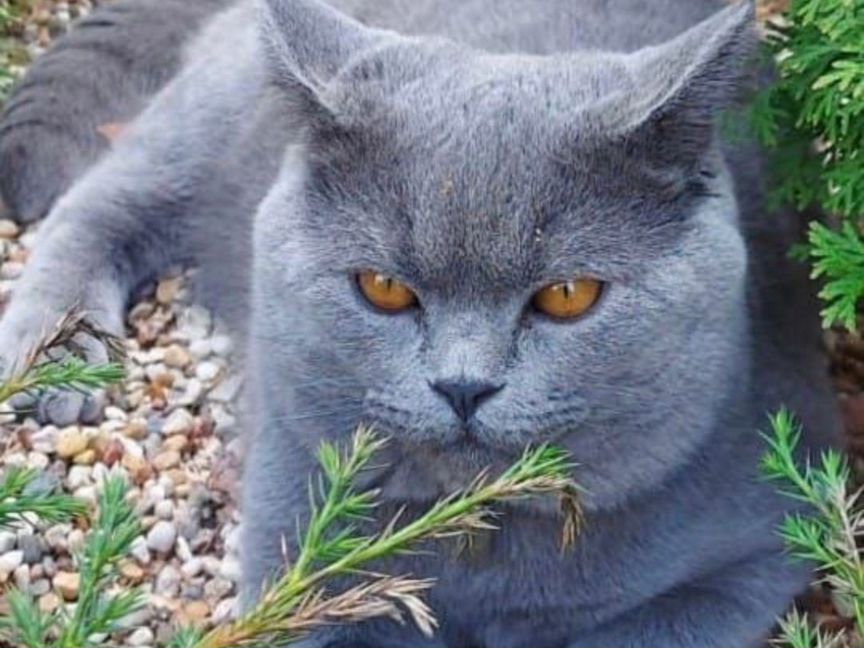 Британский котик. Возраст 1 год