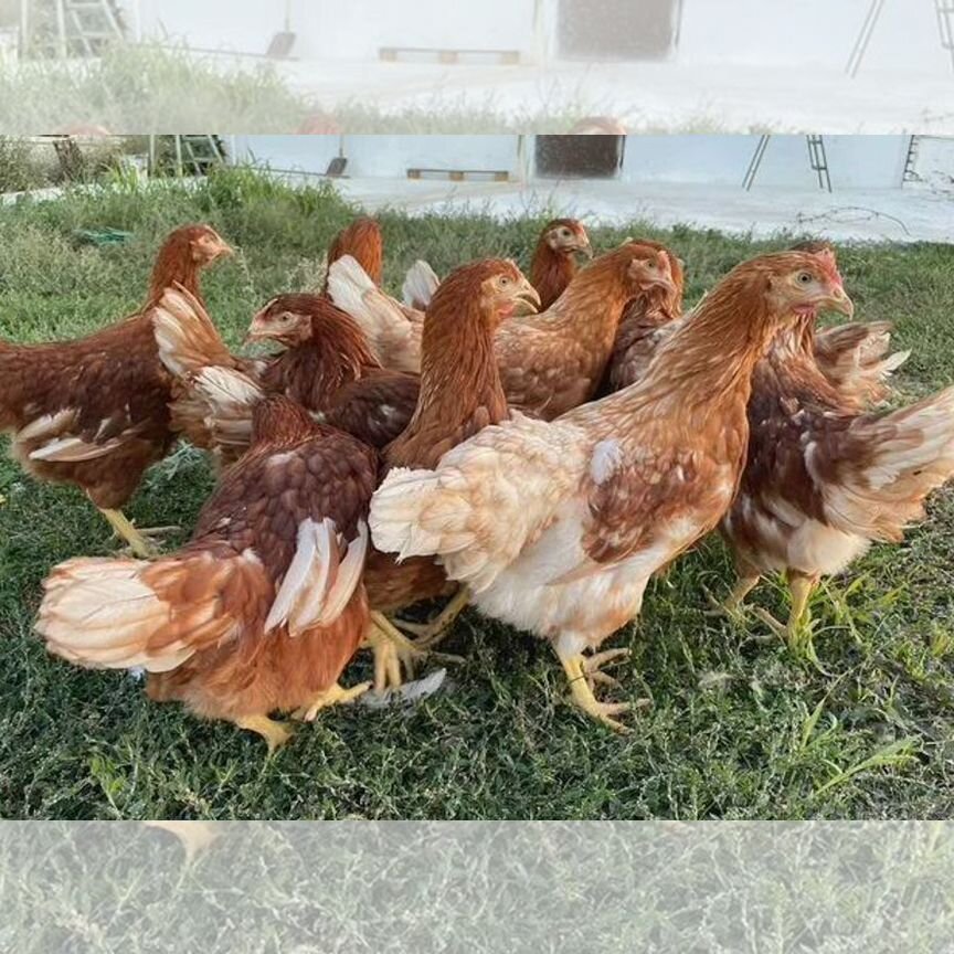 Куры несушки с доставкой