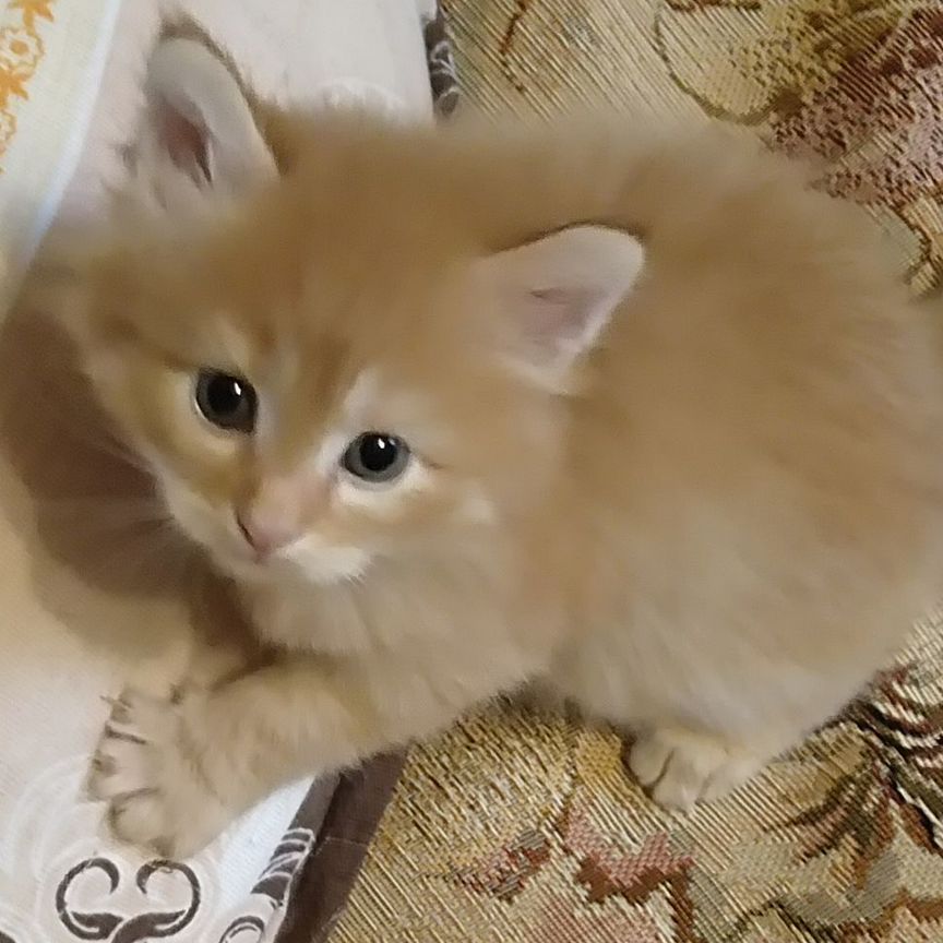 Отдам котенка в добрые руки
